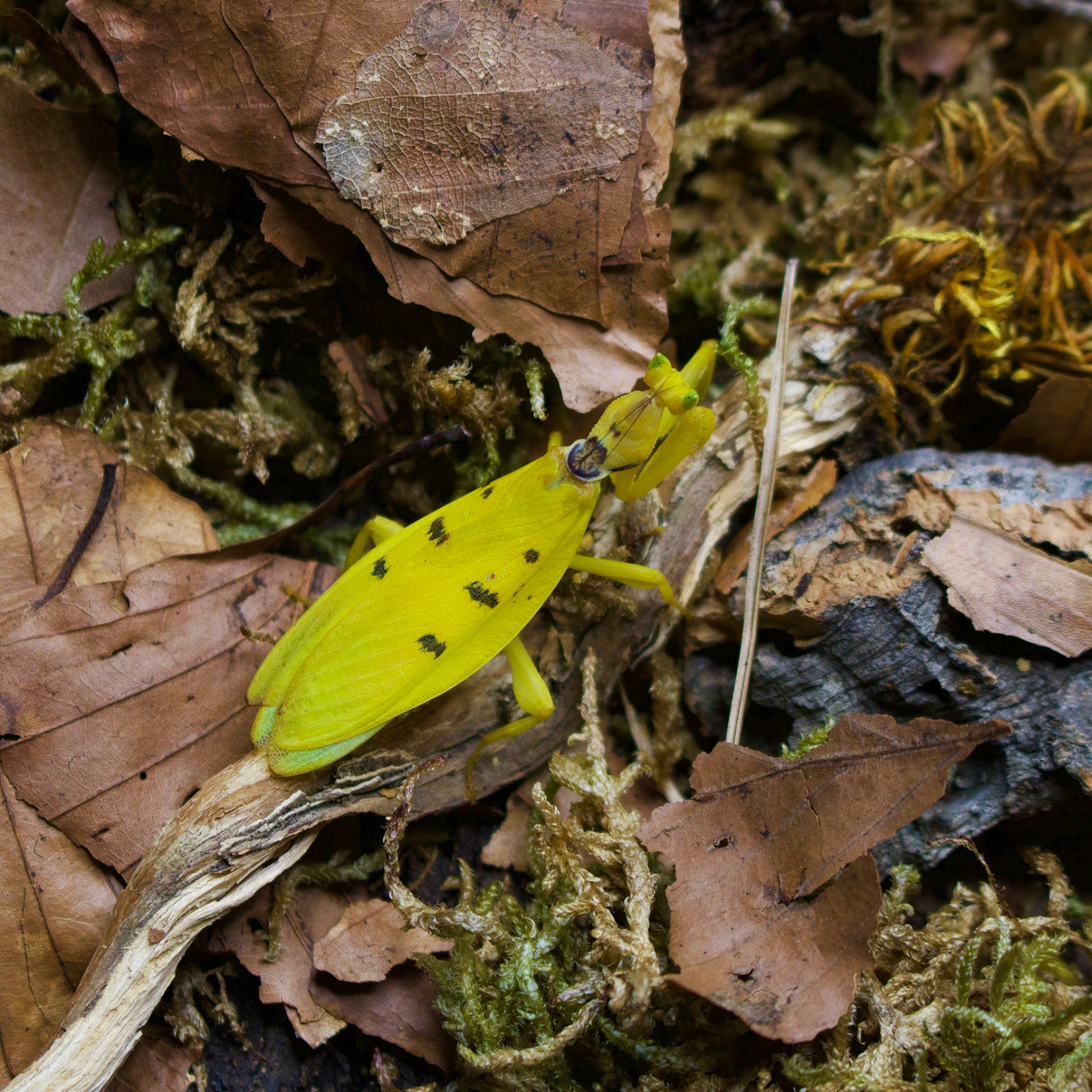 Helvia cardinalis kaufen – Gelbe Orchideenmantis für Fortgeschrittene ...